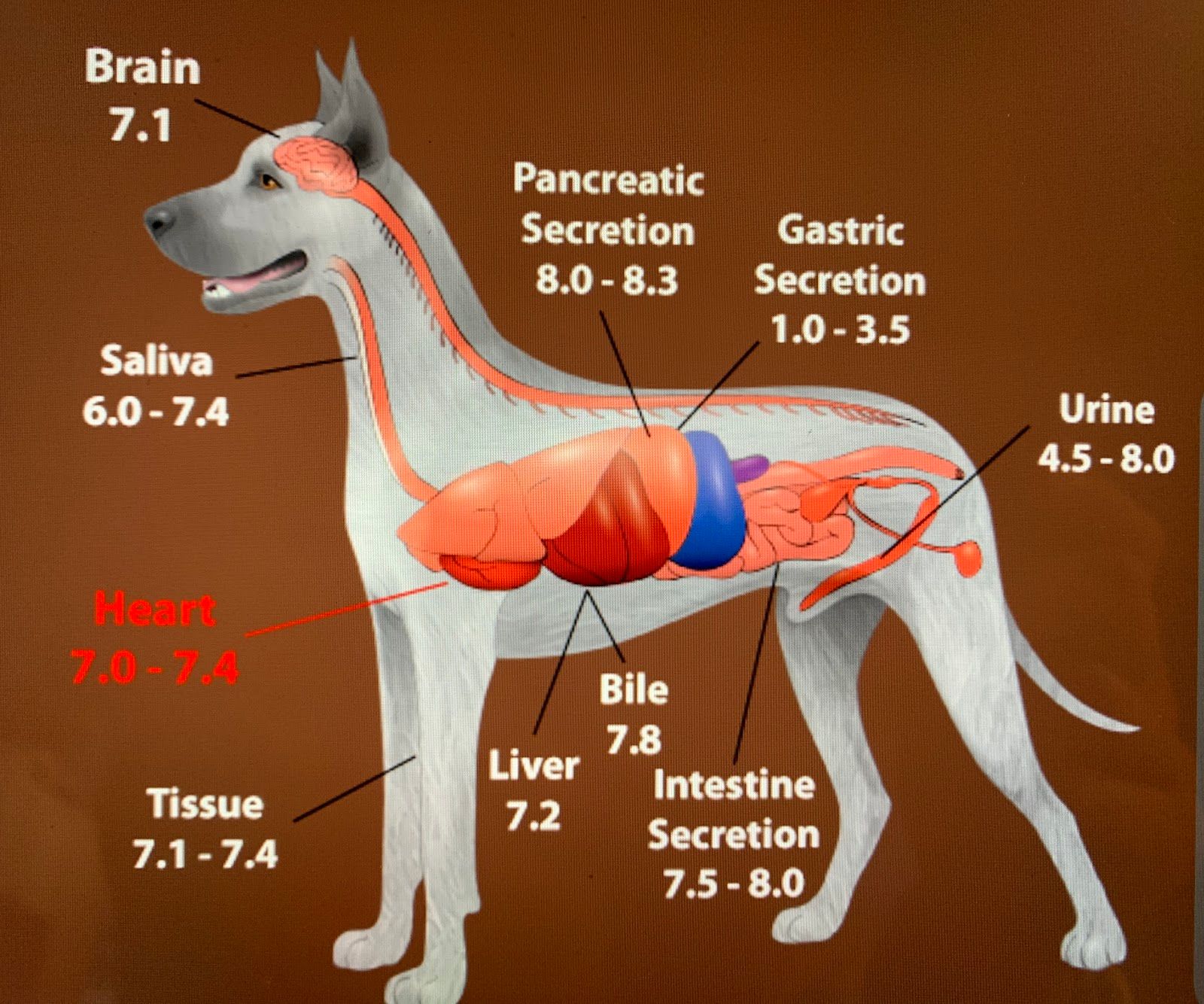 Alkaline diets: What does that mean and why does pH matter so much to ...